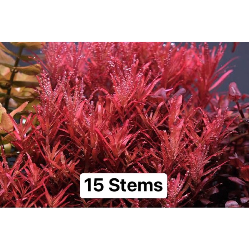 Rotala colorata (15 Stems) Aquatic Plant | Shopee Philippines