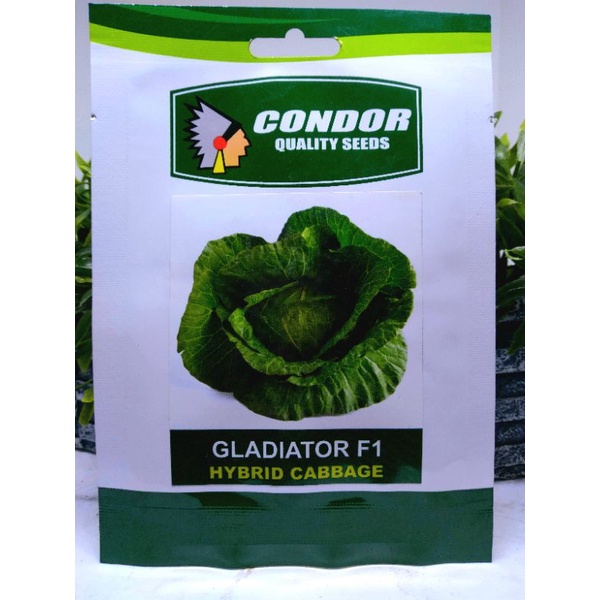 Gladiator F1 Hybrid Cabbage Condor 1gms | Shopee Philippines