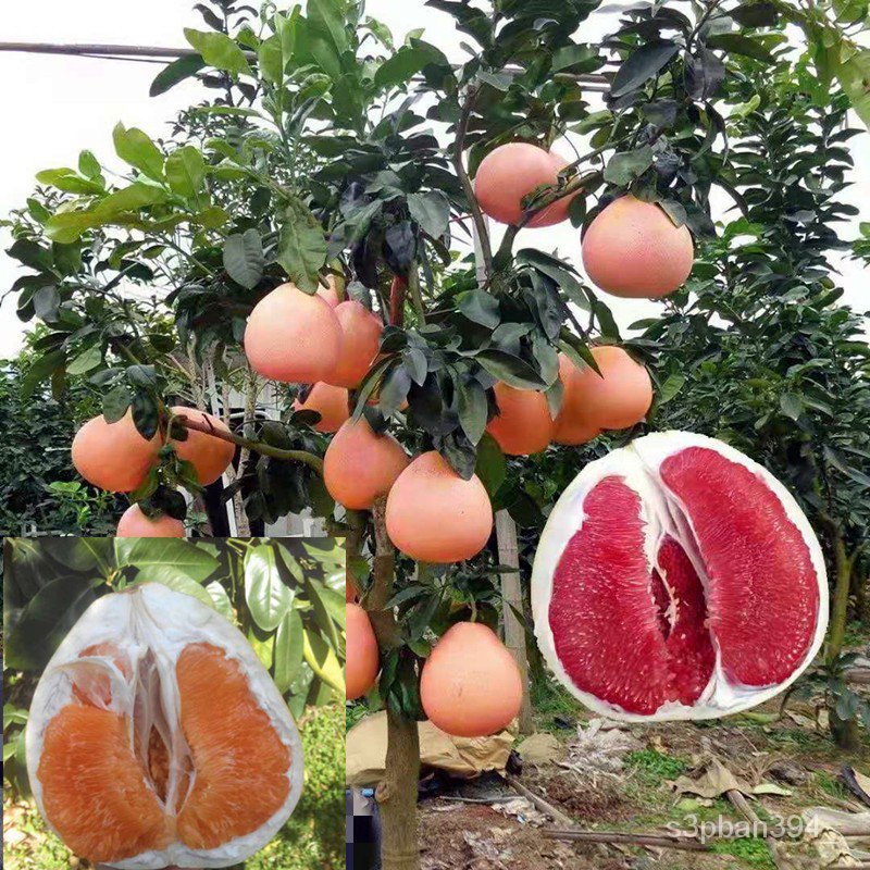 Red Pomelo