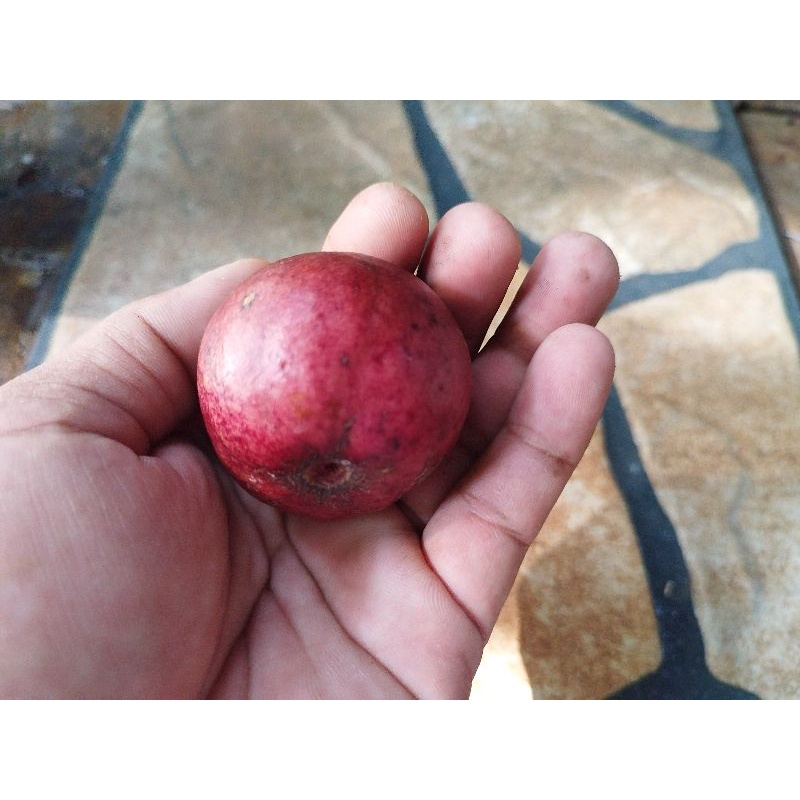 Red Guava Seeds (Malaysian Red Guava) 10 seeds/pack | Shopee Philippines