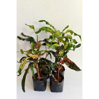SALE! San Francisco Live Plant (4 Varieties) | Shopee Philippines