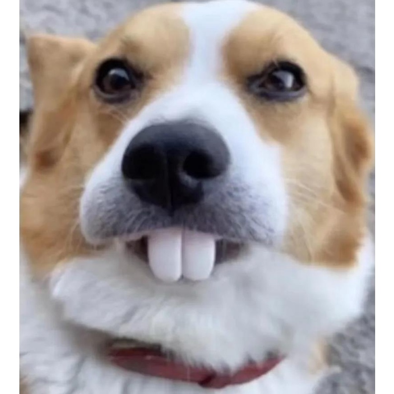 Tricky, funny, dentures, pretending to be ugly, invincible, buck teeth ...