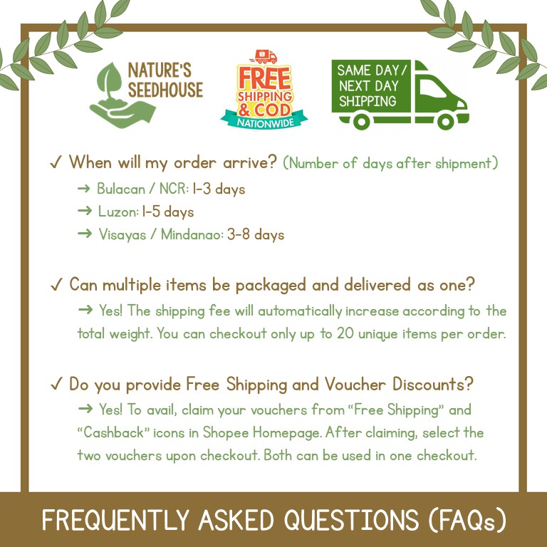 Romaine Lettuce Seeds Cos Lettuce Seeds Letsugas Seeds Vegetable Seeds ...