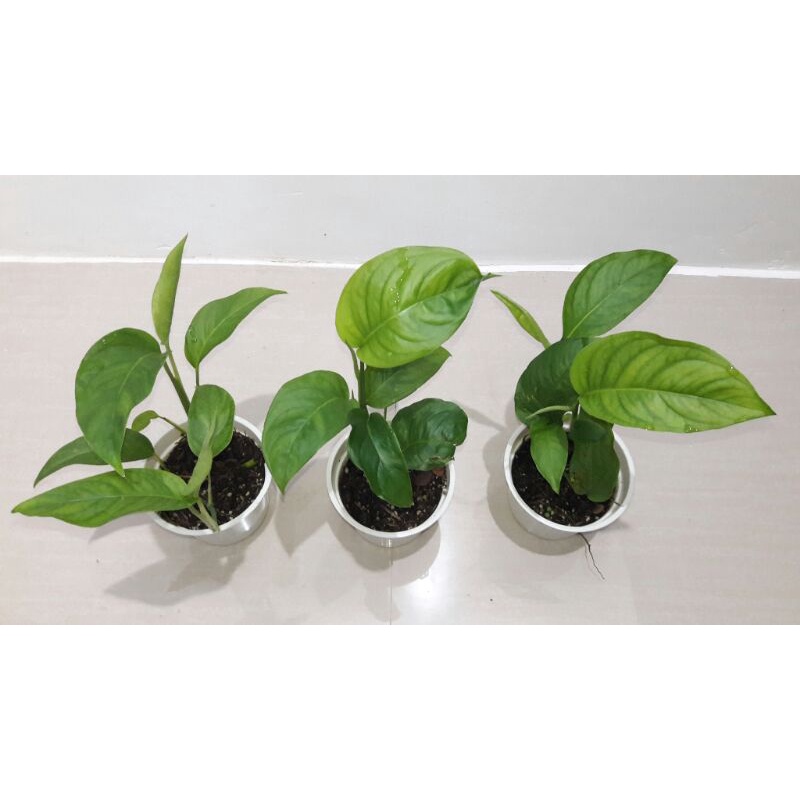 Juvenile Monstera laniata ( Monstera adansonii var laniata ) | Shopee ...