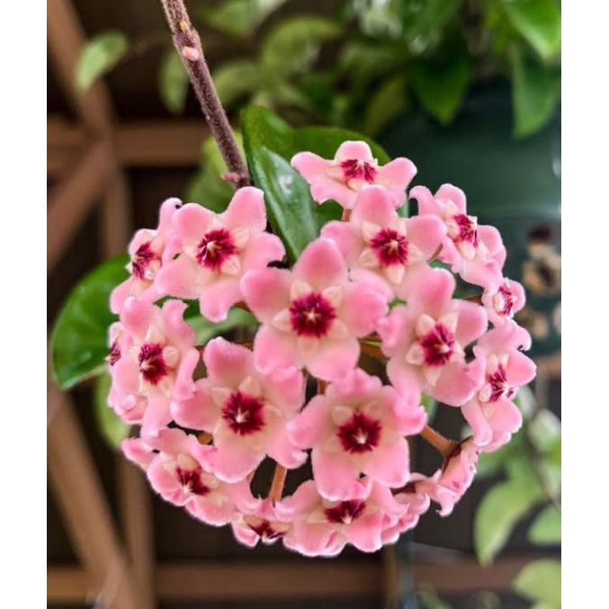 H. carnosa kringkle8. Limited Hoya Collection | Shopee Philippines