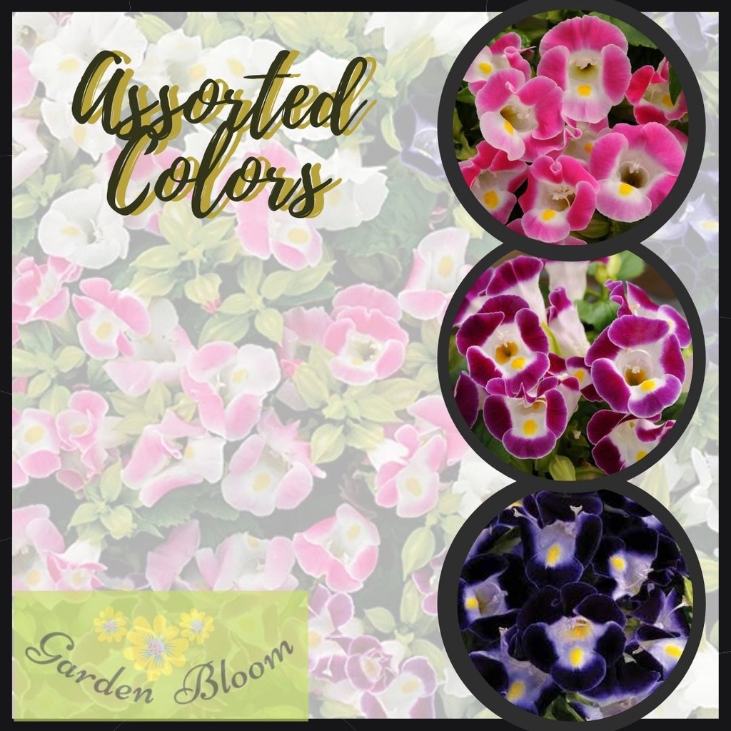 Swallowtail Garden Seed | Fasci Garden