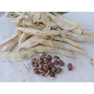 Bataw Variety Green(10pcs Per pack) | Shopee Philippines