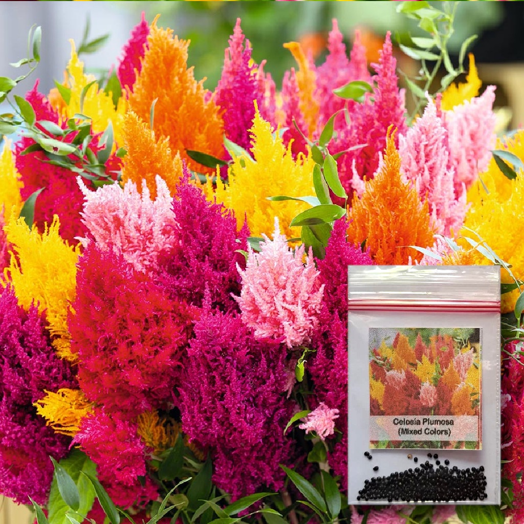 100 Seeds Mixed Celosia Argentea Plumosa Dwarf Flower Seeds 30-50cm ...