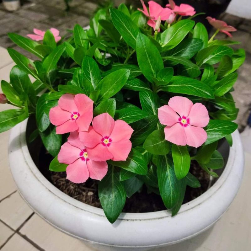 Indonesian Vinca/Periwinkle Peach Polka Dot/Soul Orange #13 (10 seeds ...