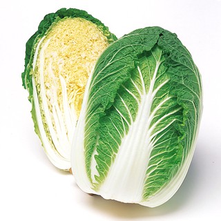 napa cabbage bilko hybrid vegetable pechay petchay seeds | Shopee ...