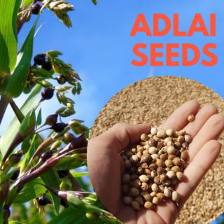 Bukidnon Adlai, Online Shop | Shopee Philippines