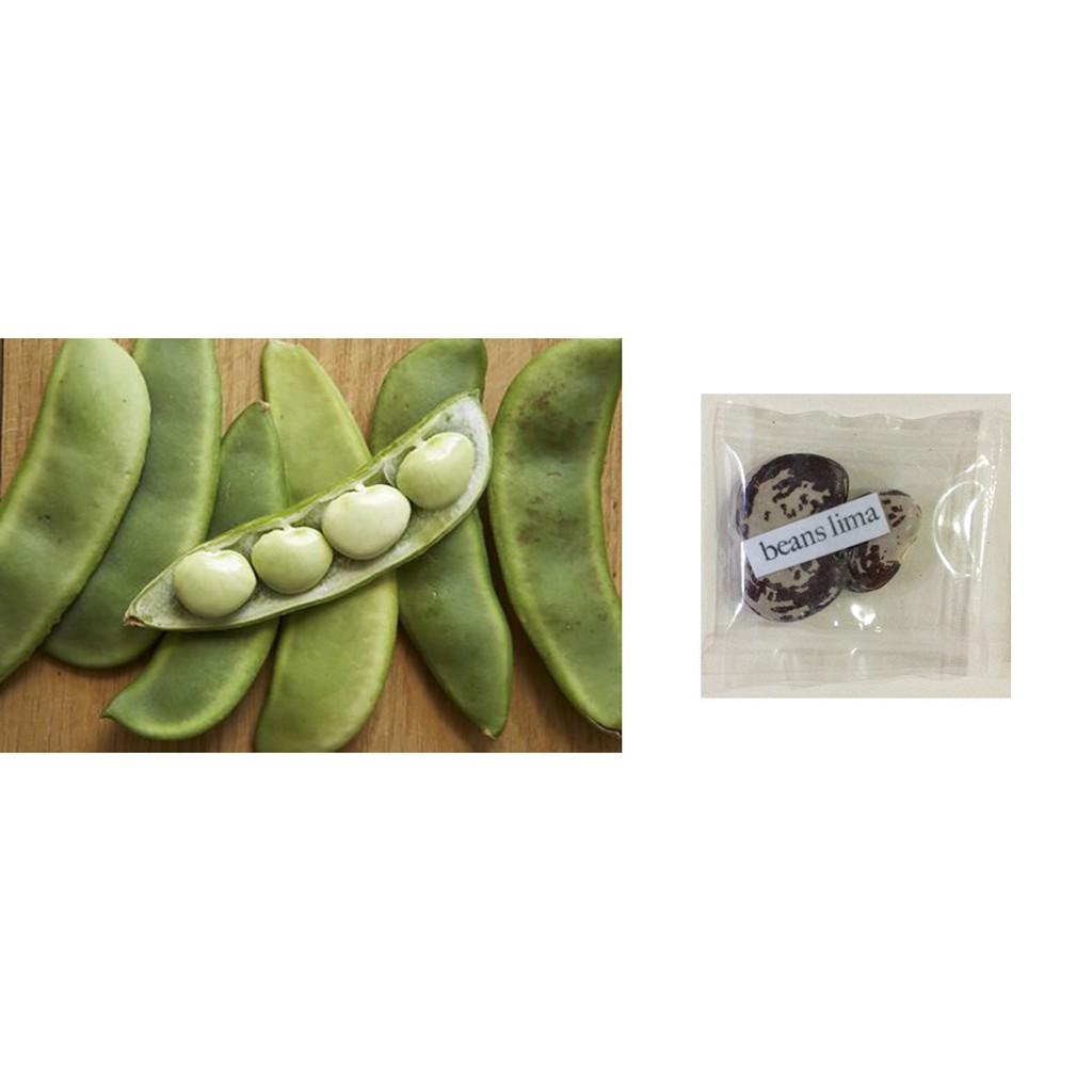 lima beans butter legumes vegetable seeds patani | Shopee Philippines
