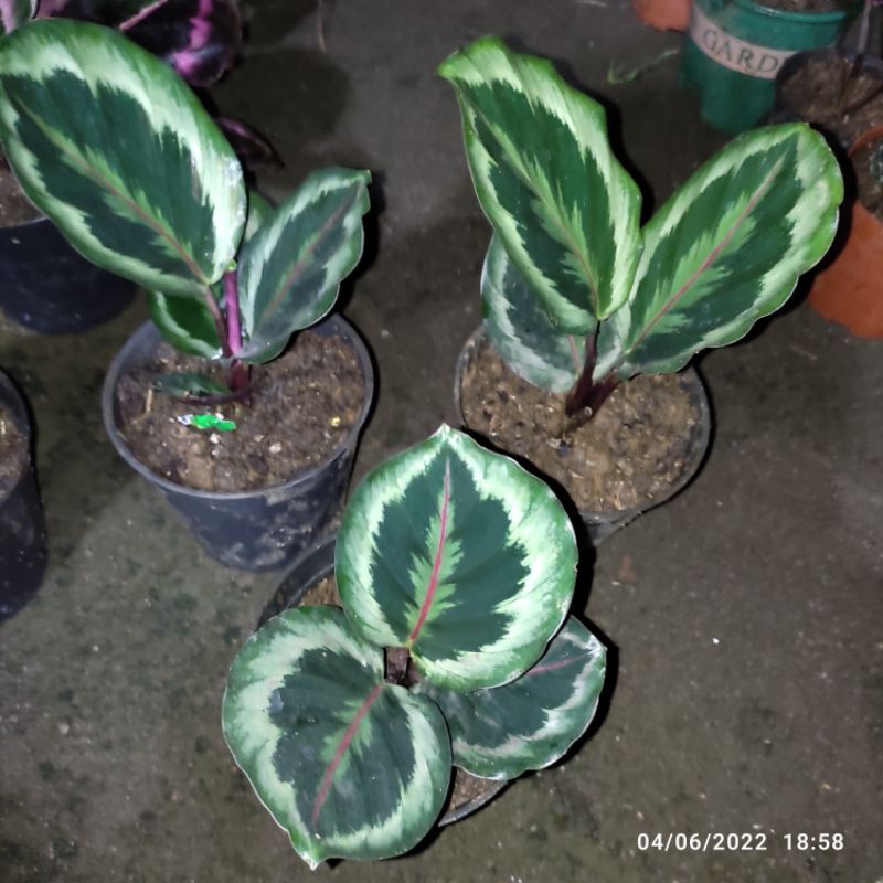 Calathea Marion/ Larra Thea's Affordable | Shopee Philippines