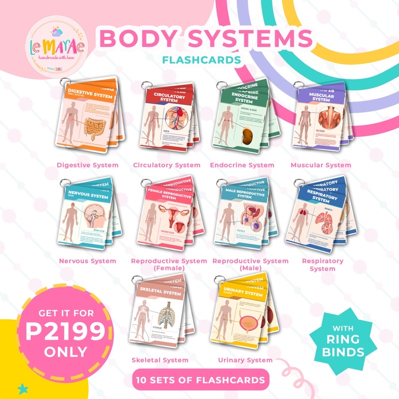ALL SET Body System Laminated Flashcards for Kids - Skeletal, Digestive ...