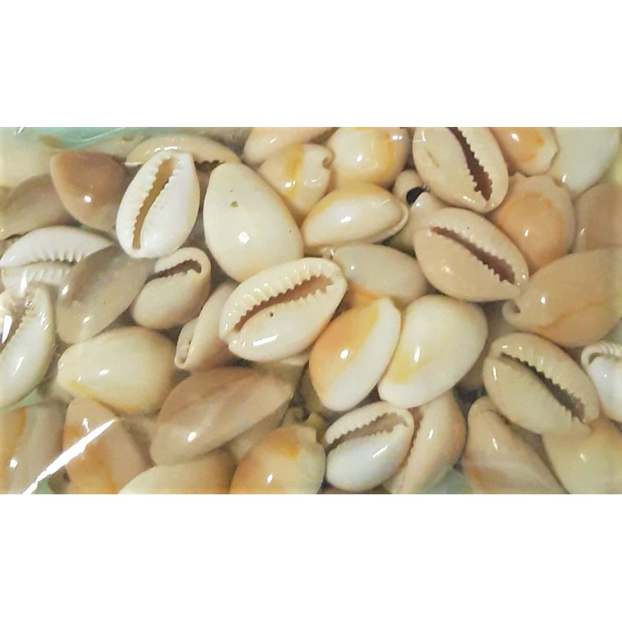Sungka shells/sigay 100 pcs. | Shopee Philippines