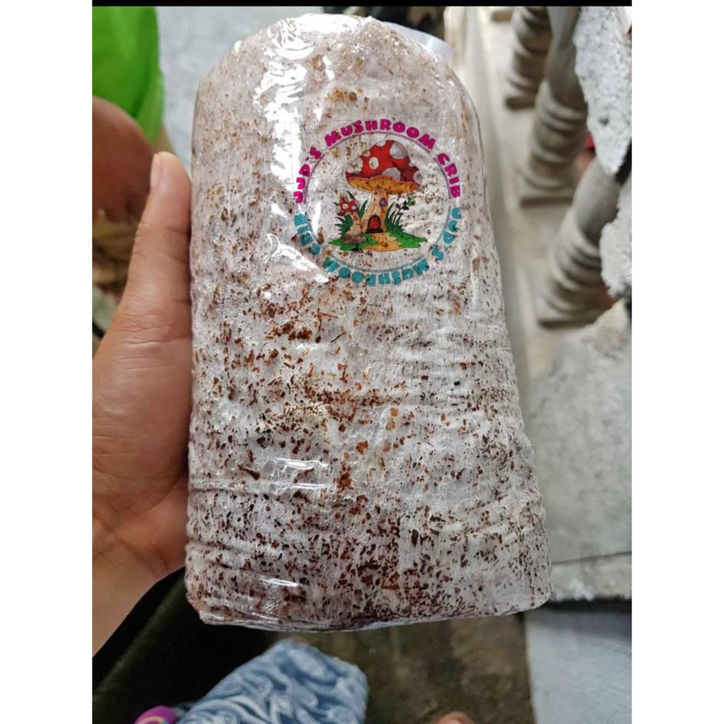 FRUITING BAGS WITH FREE GUIDE (OYSTERIFIC MUSHROOM KIT) | Shopee ...