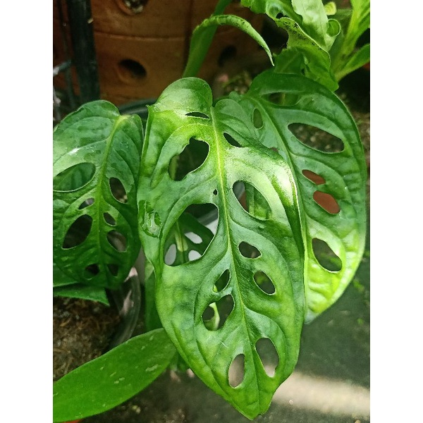 monstera adansonii trailing | Shopee Philippines