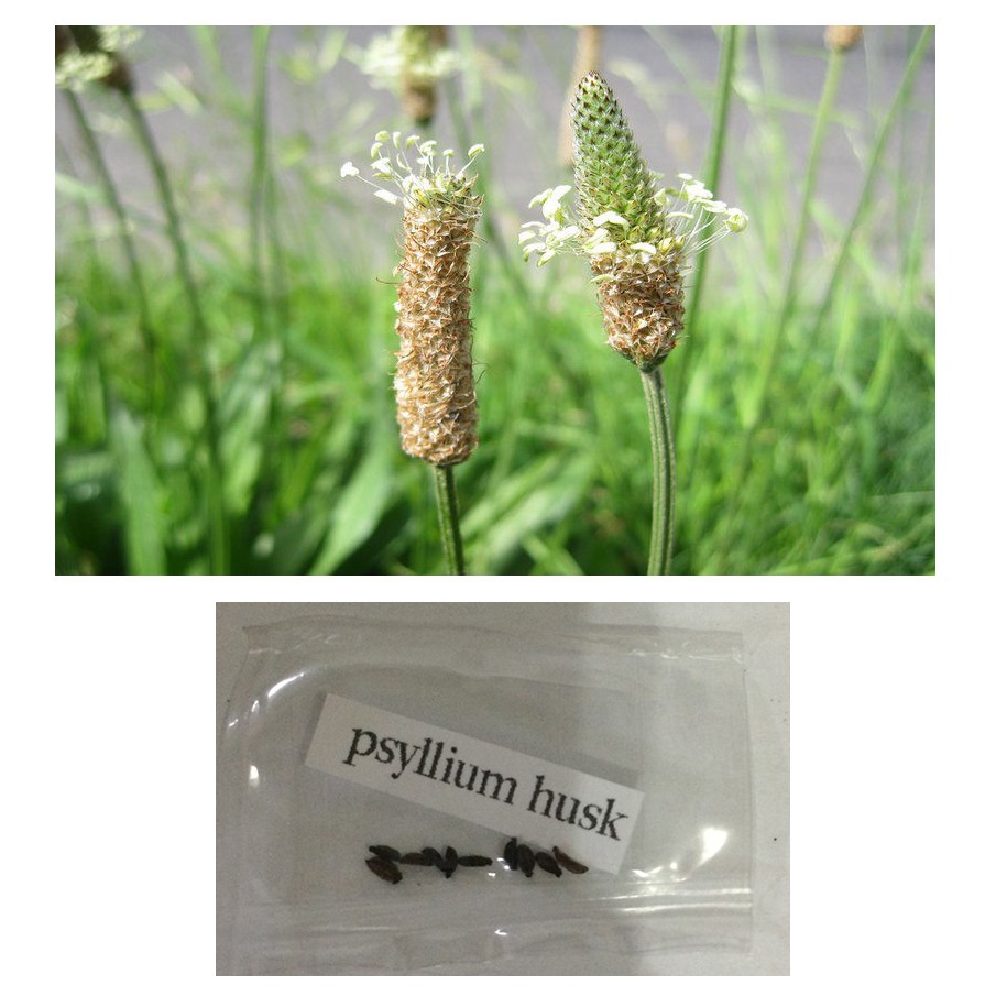psyllium plant tree seeds | Shopee Philippines