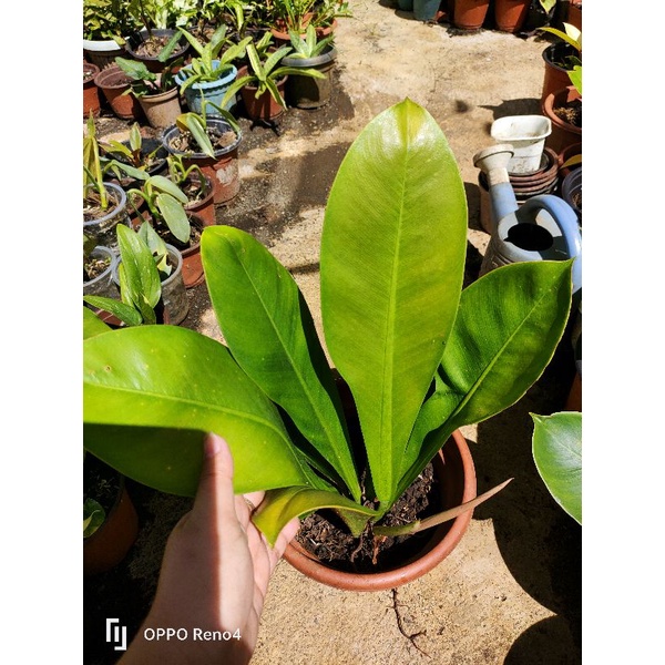 philodendron linnaei/setting princess (ship from Mindanao) | Shopee ...