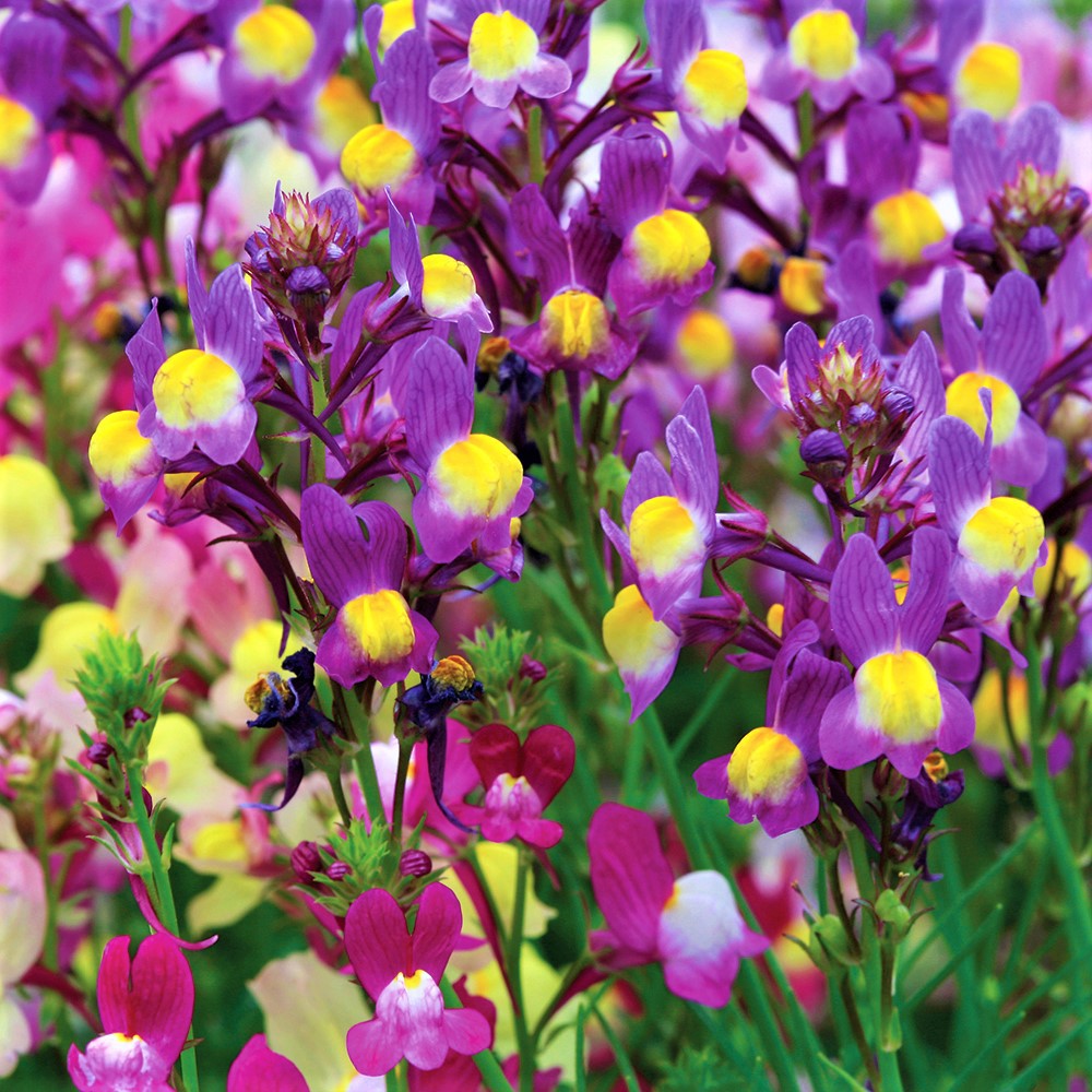 Easy To Grow Flowers In The Philippines | Best Flower Site