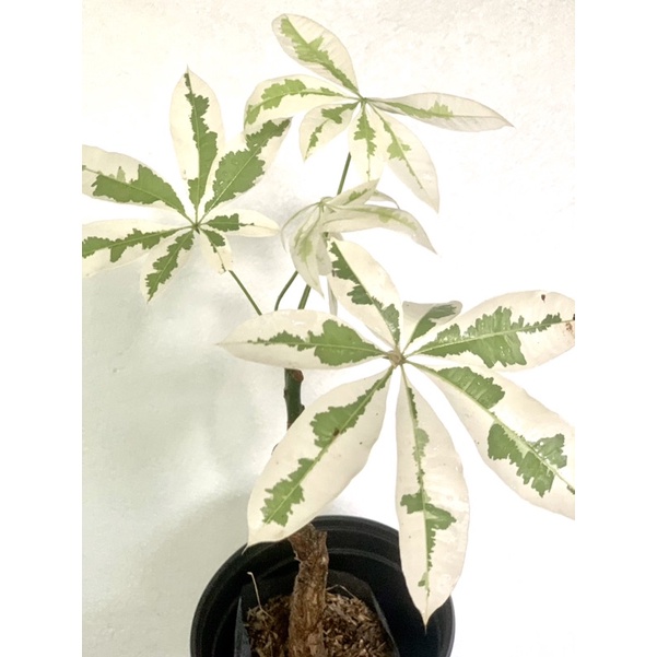 Money Plant Variegated Albo | Shopee Philippines
