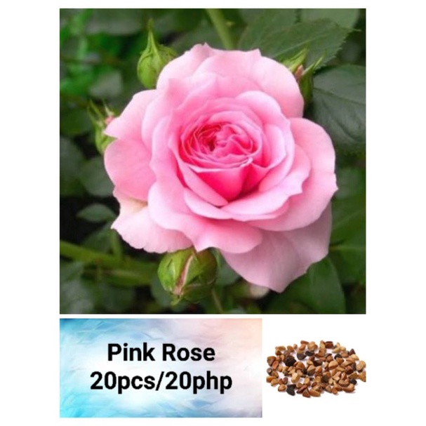 Pink Rose Seeds (20pcs) | Shopee Philippines