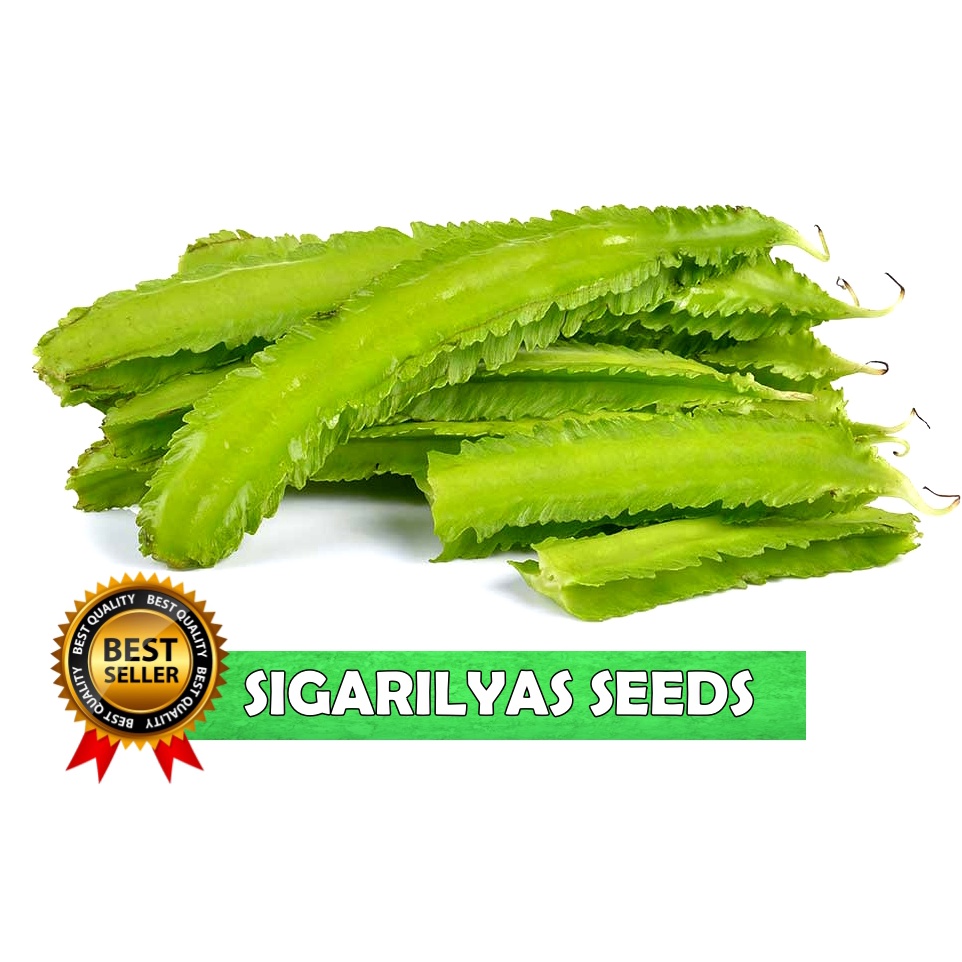 SIGARILYAS SEEDS (15pcs seeds) HIGH YIELD/ EASY TO GROW | Shopee ...