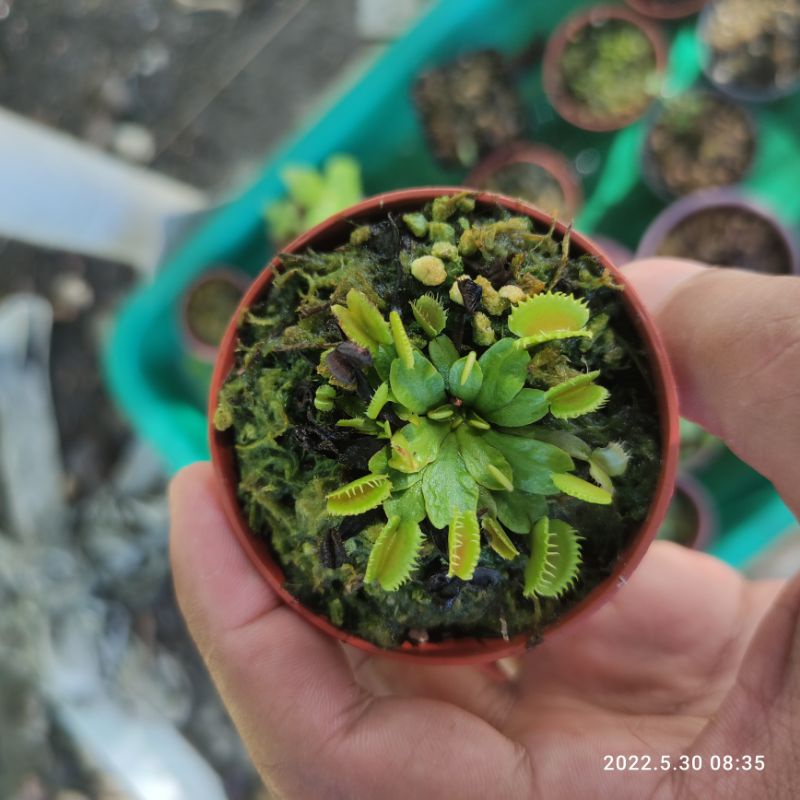 Venus Flytrap | CV Payara | Extremely Rare | Shopee Philippines