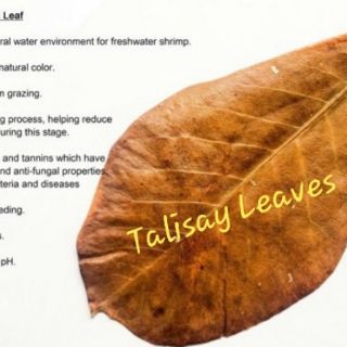 Talisay Leaves Mantalisay Leaves Indian Almond Leaves Dahon ng Talisay ...