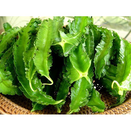 WINGED BEAN / SIGARILYAS SEEDS - (15 seeds) | Shopee Philippines