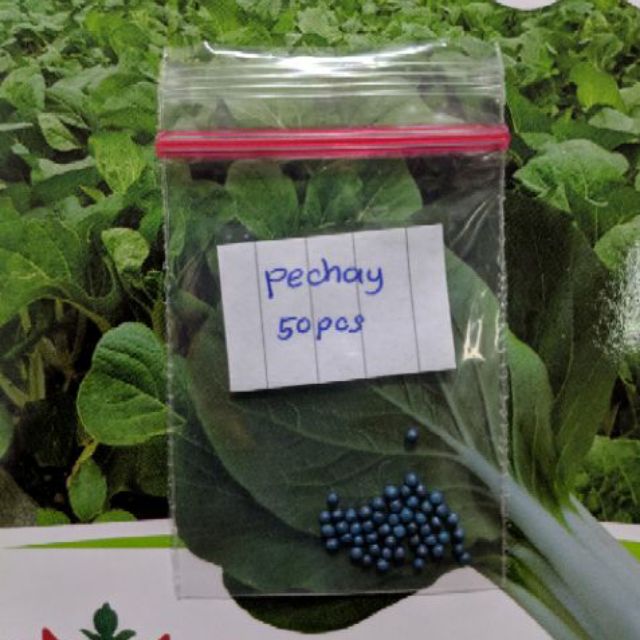 PECHAY SEEDS | 50pcs | Shopee Philippines
