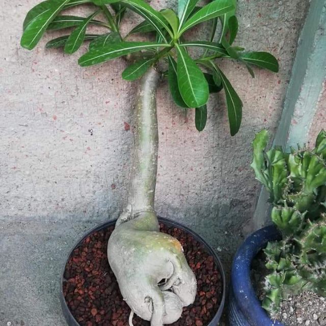Big caudex adenium 8 year old | Shopee Philippines