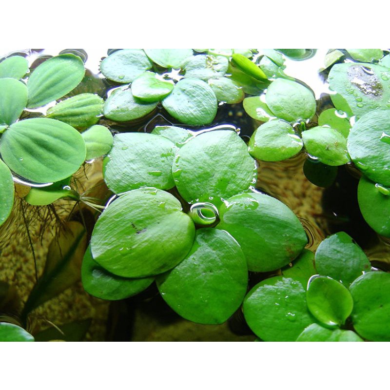 amazon frogbit 3pcs (floating plant for pond or tank) | Shopee Philippines
