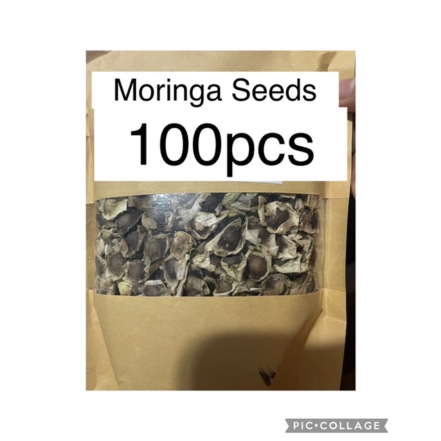 100pcs Malunggay Seeds High Germination | Shopee Philippines