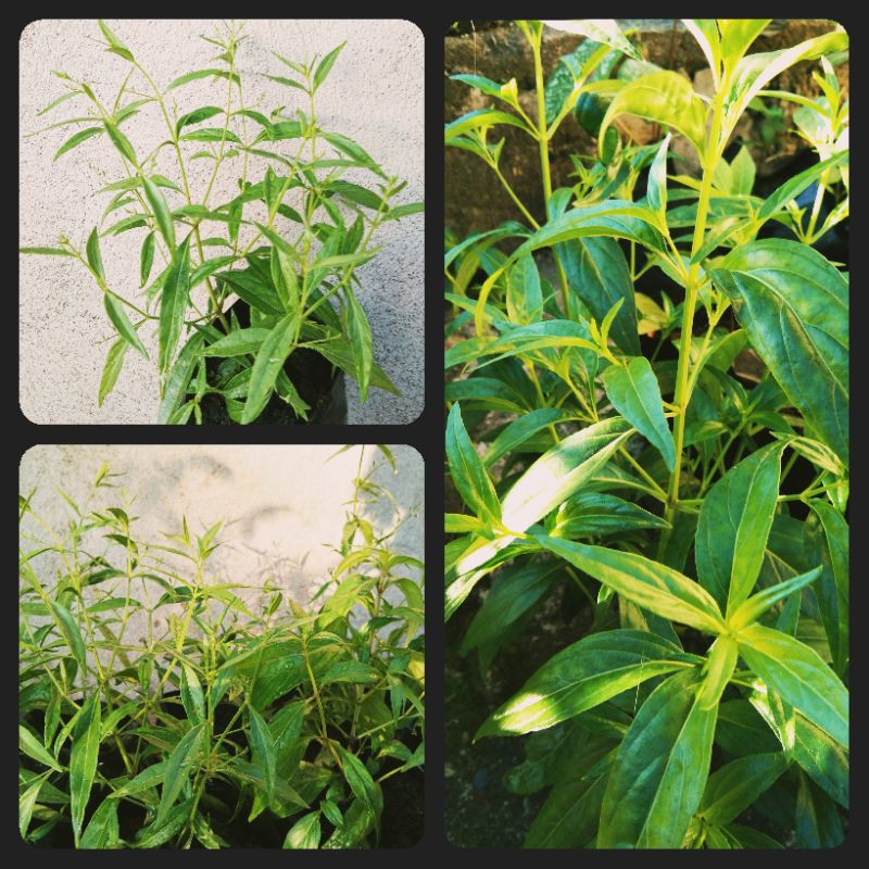 Serpentina Plant (4pcs with roots) | Shopee Philippines