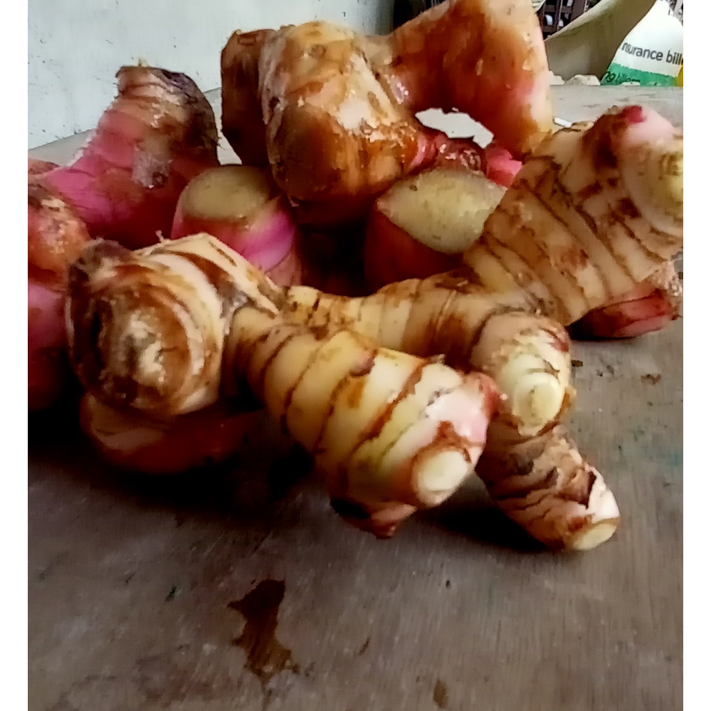 Langkawas/Galangal/Blue Ginger | Shopee Philippines