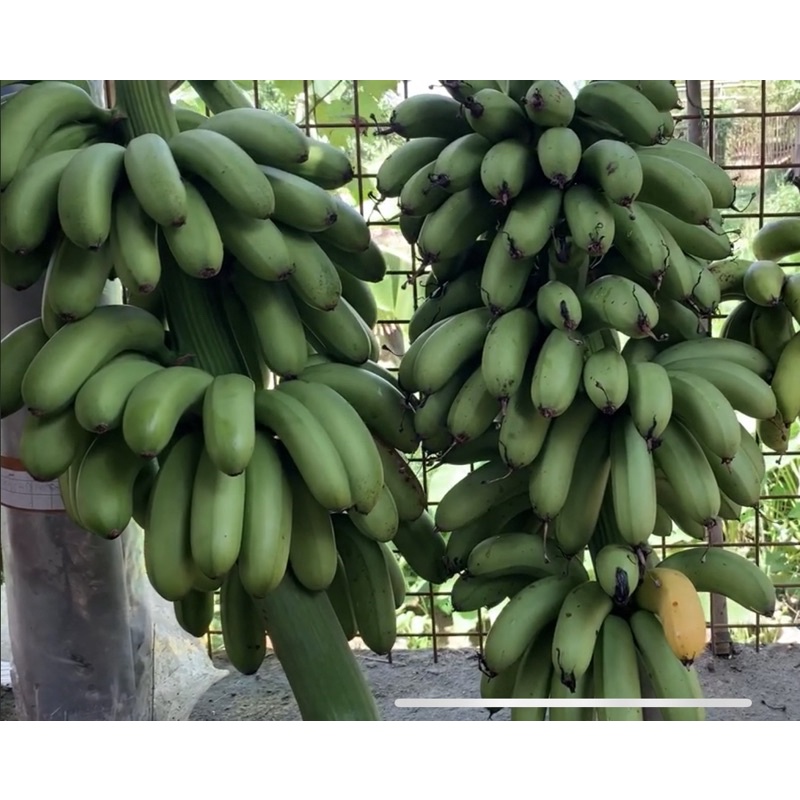 Lakatan / Lacatan shoot / Suhe / Davao - Orange pulp | Shopee Philippines