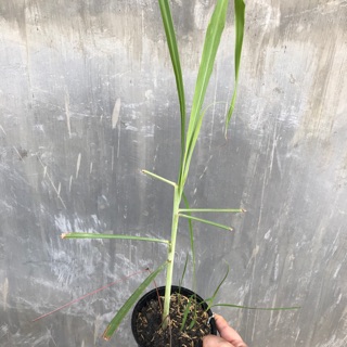 tanglad - Prices and Online Deals - Aug 2020 | Shopee Philippines