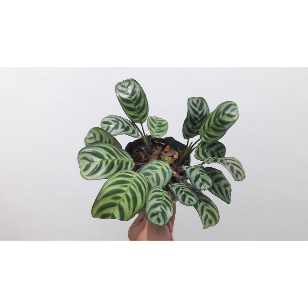 Calathea Burle Marxii ( Fishbone Calathea ) | Shopee Philippines