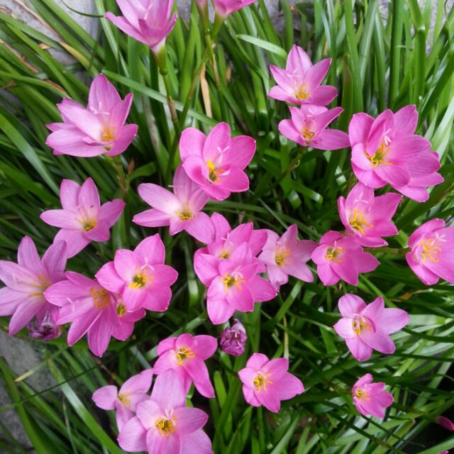 PINK RAIN LILY (Zephyranthes). | Shopee Philippines