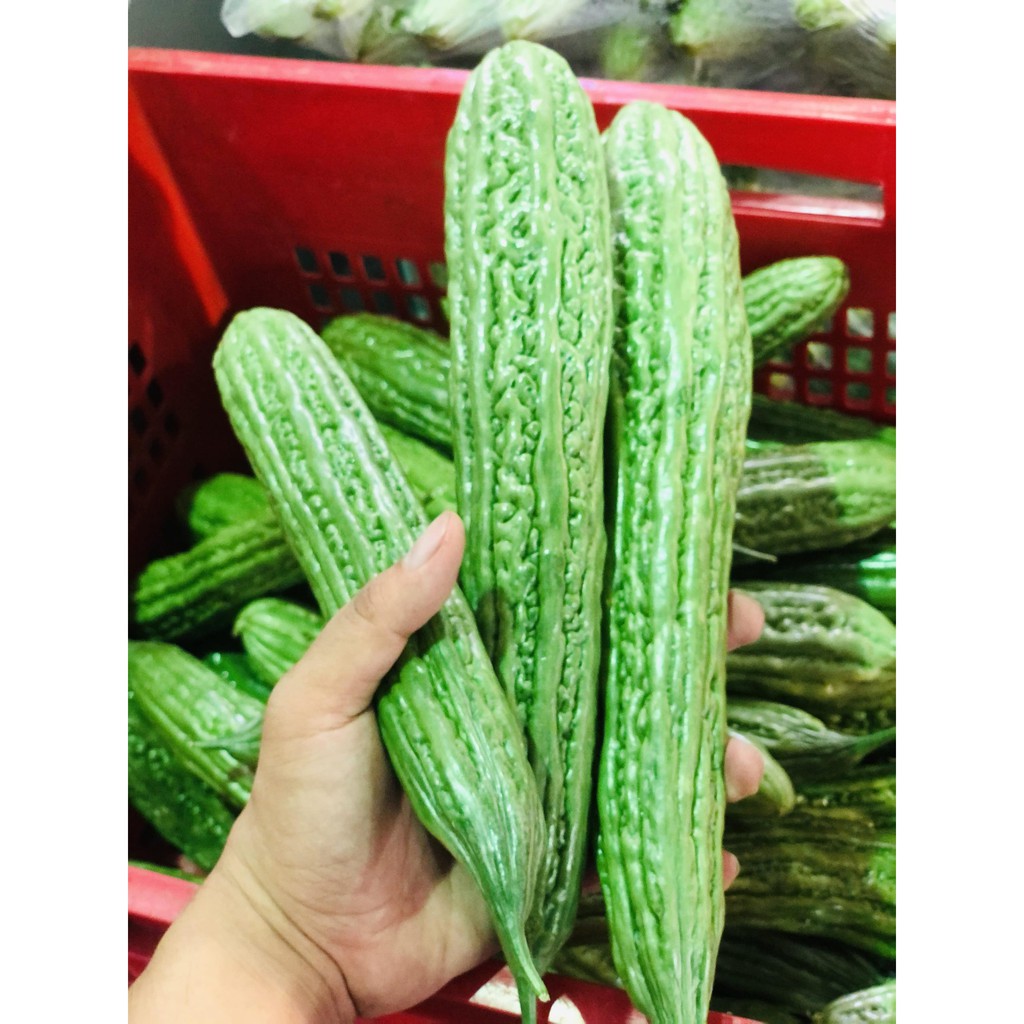 Vegetable Seeds - Ampalaya Seeds (bitter gourd) | Shopee Philippines