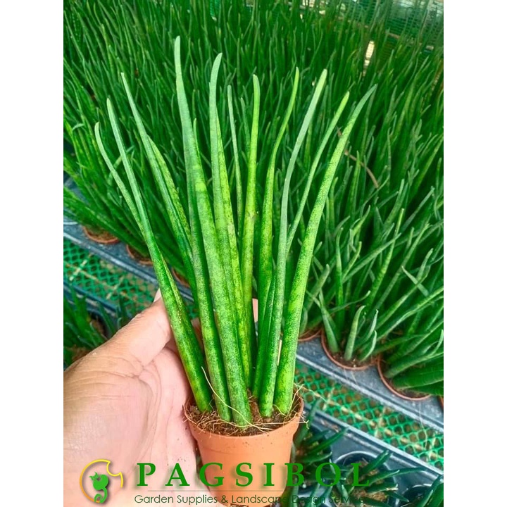 Sansevieria Bacullaris (ESTABLISHED) | Shopee Philippines