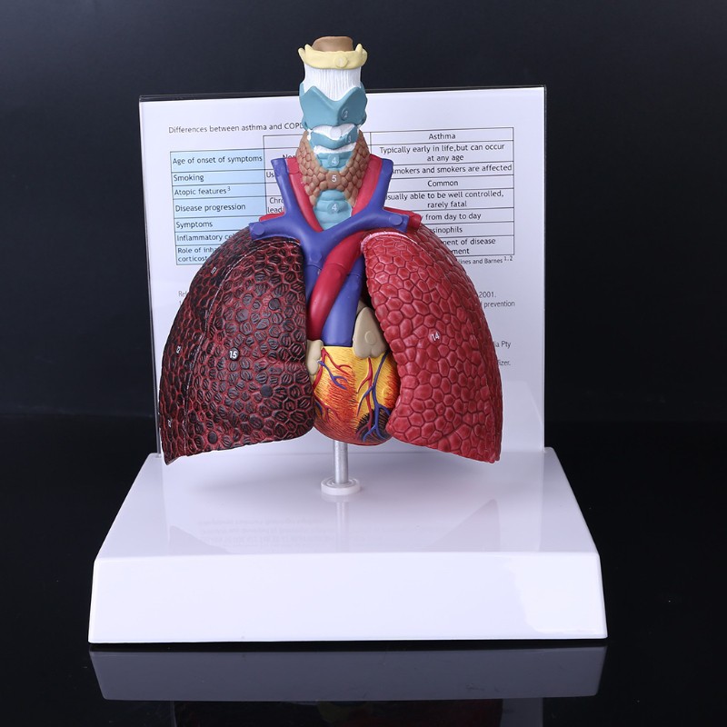 Lung Model Anatomy