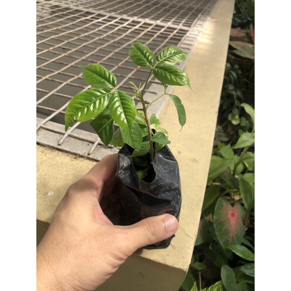 Vitex Parviflora Tugas Lanhan Bonzai material Maulawin Molave | Shopee ...