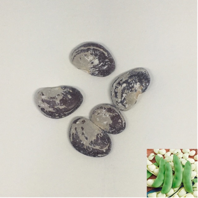 Patani Seeds / Lima Bean Seeds / Vegetables Seeds | Shopee Philippines