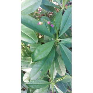 Talinum /Wayerleaf / Talilong plant cuttings | Shopee Philippines