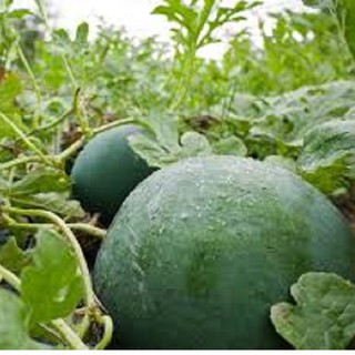 PAKWAN SEED`S "WATERMELON" (SUGAR BABY) SEEDLESS | Shopee Philippines