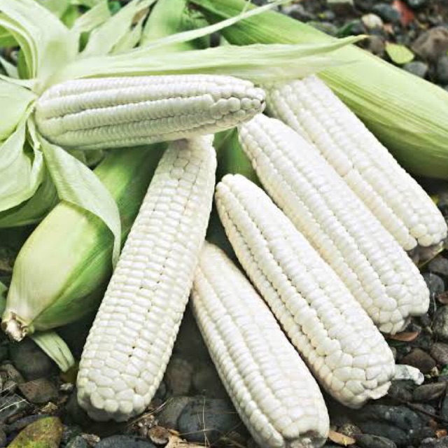 Waxy Corn (glutinous) | Shopee Philippines