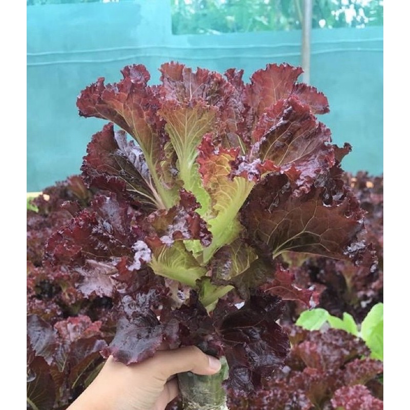 Vegetable Seeds Red leaf Lettuce Seeds (100-150seeds) | Shopee Philippines