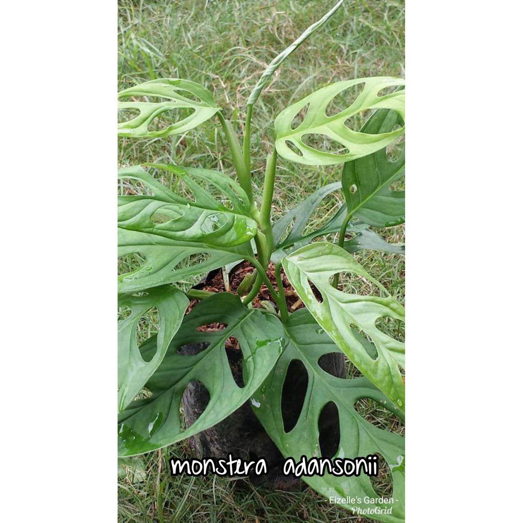 Monstera Adansonii Swiss Cheese | Shopee Philippines